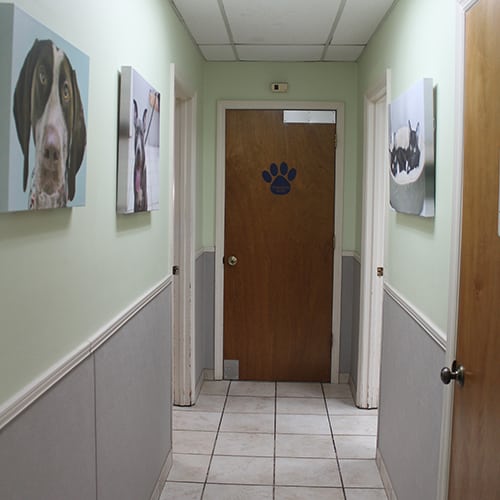 Veterinary Photo Gallery | Northwoods Veterinary Clinic