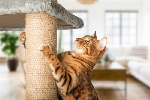 Cat Scratching: Why They Do It & How to Protect Your Furniture ...