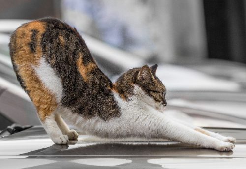 Cat Stretch: Why Do Cats Stretch So Much? | Northwoods Veterinary Clinic