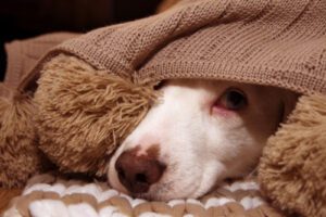 Thunder & Fear: How to Help Your Dog with Storm Anxiety | Northwoods ...